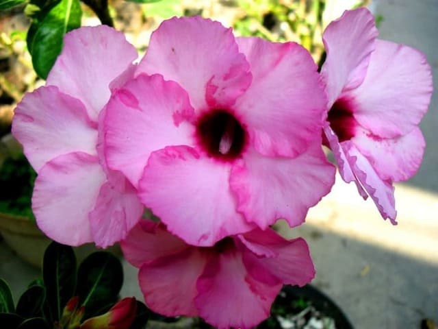 Adenium Desert Rose - Zenyr Garden