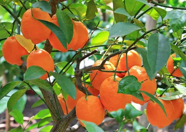 Why Are The Leaves Keep Falling Off My Kumquat Tree